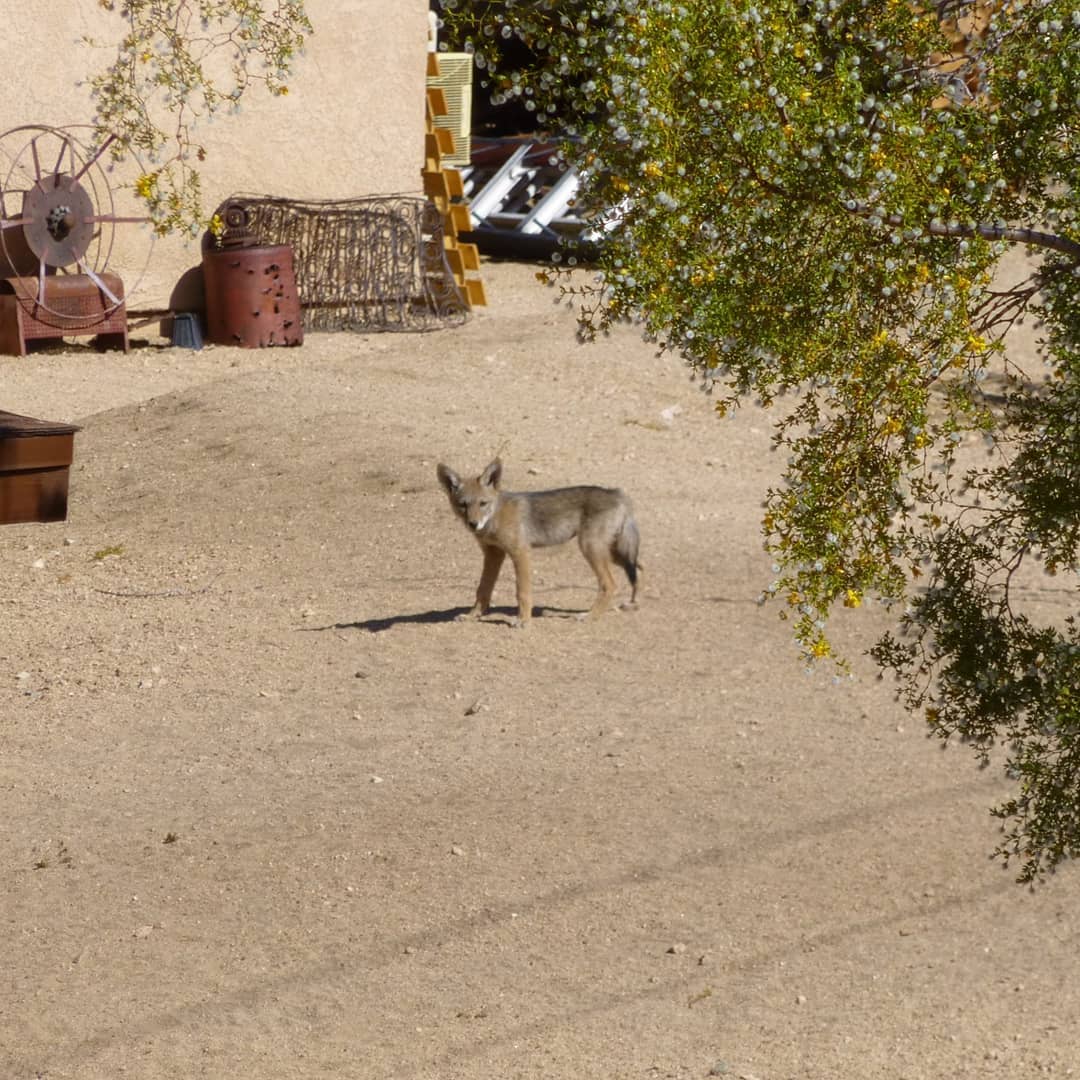 Welcome to Joshua Tree #10 Baby Coyote - Wow. A blog.